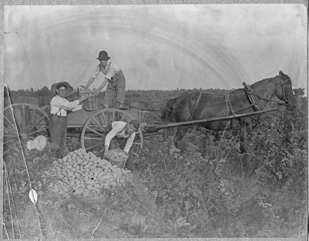 The Jewish Agricultural Movement: Planting the seeds for future farmers ...